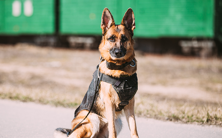 How Accurate Are K9 Drug Dogs